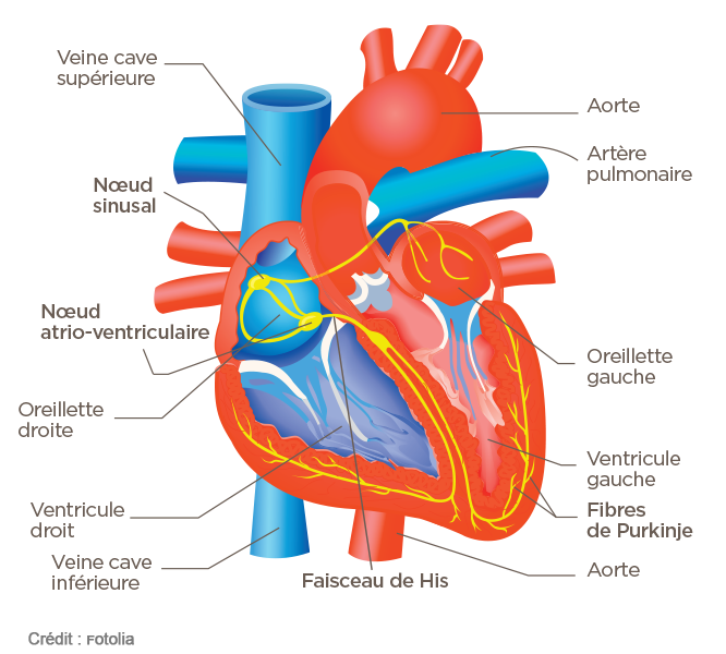 Schéma Cardiaque Anatomiquement Correct Prise En Charge